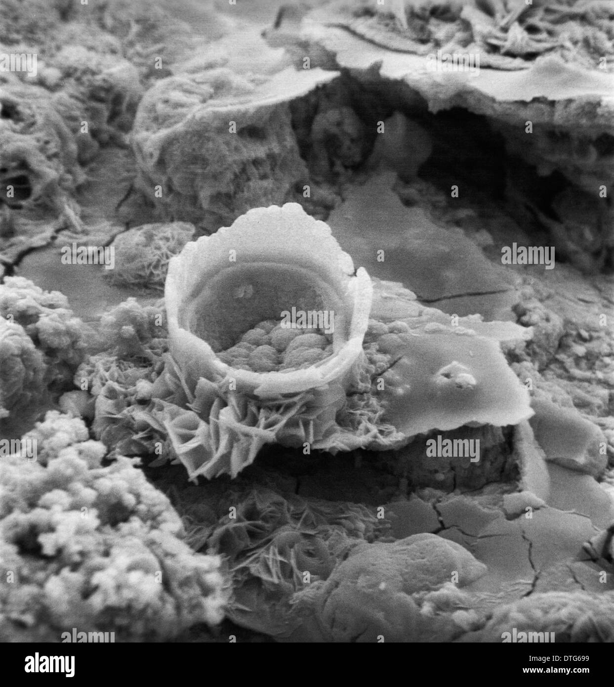 Rough screw hi-res stock photography and images - Alamy