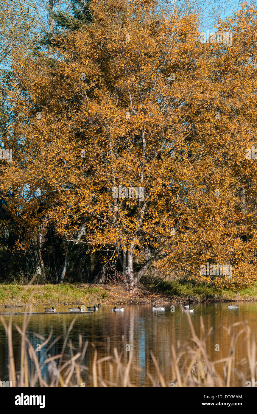 Autumn colour in BC, Canada Stock Photo - Alamy