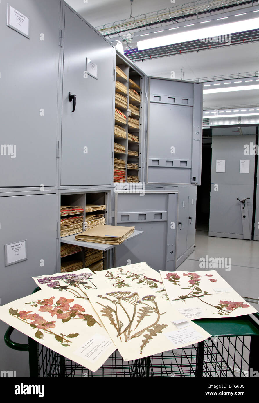 Herbarium natural history museum hi-res stock photography and images ...