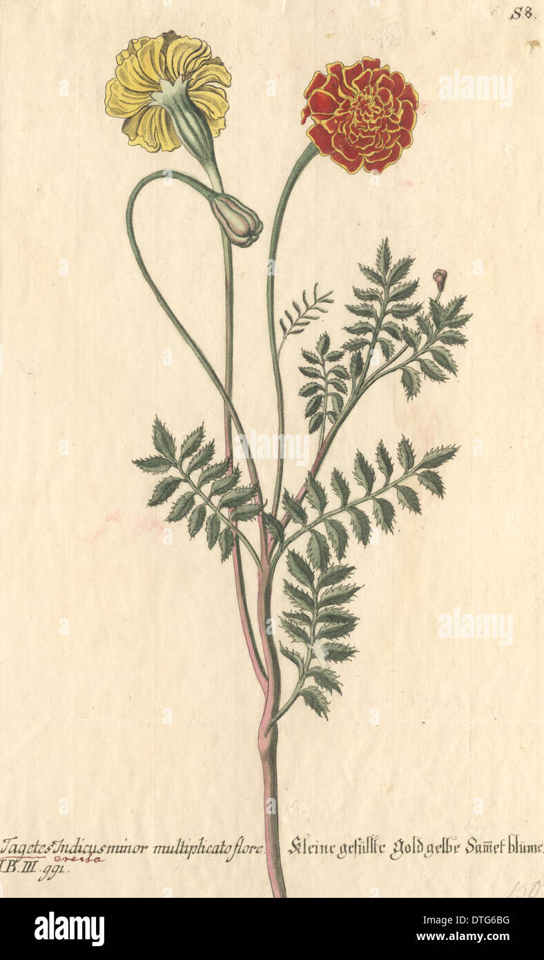 Tagetes erecta, marigold Stock Photo - Alamy