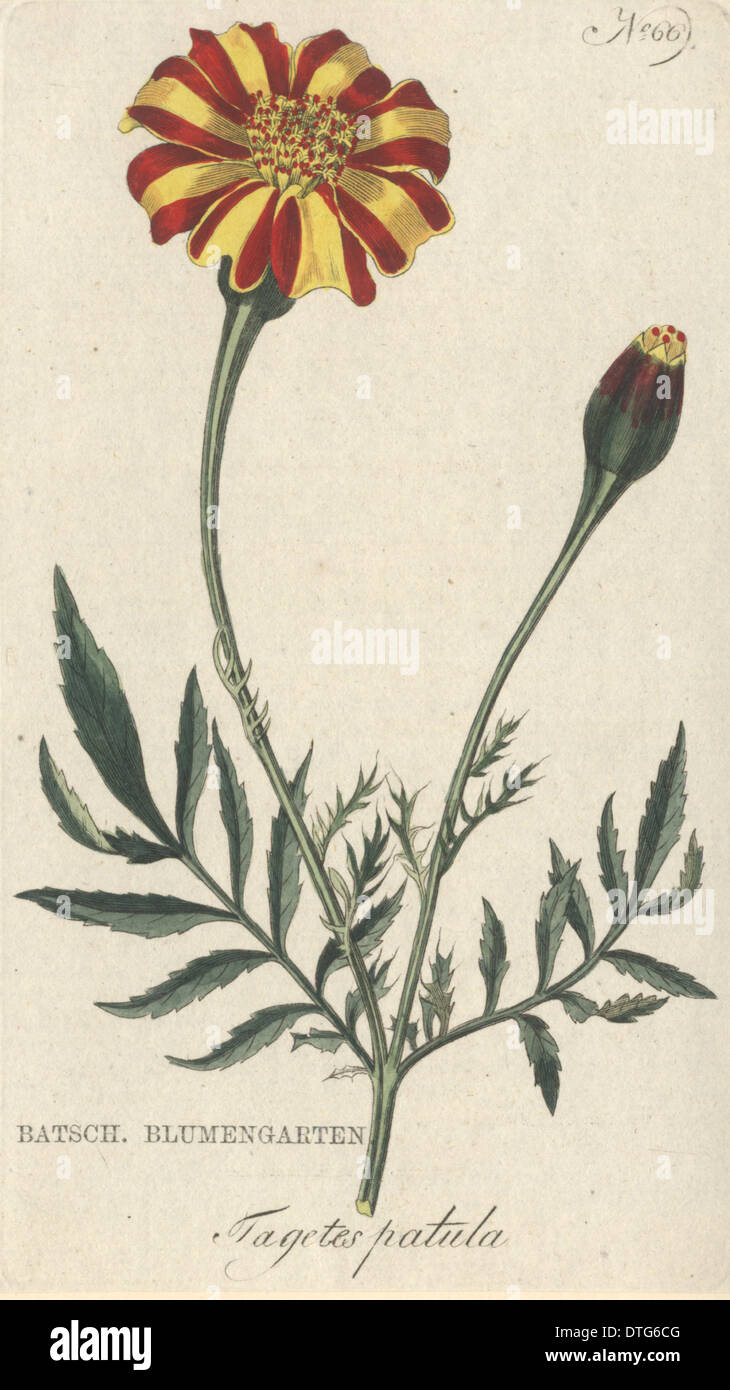 Marigold illustration botanical hi-res stock photography and images - Alamy