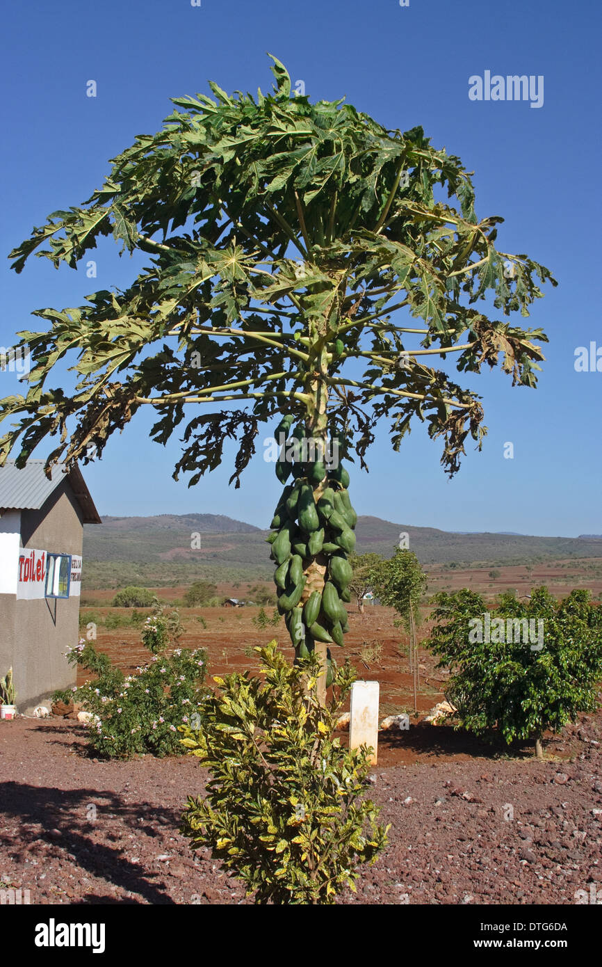 Papaya (Carica papaya) tree with fruits Stock Photo - Alamy