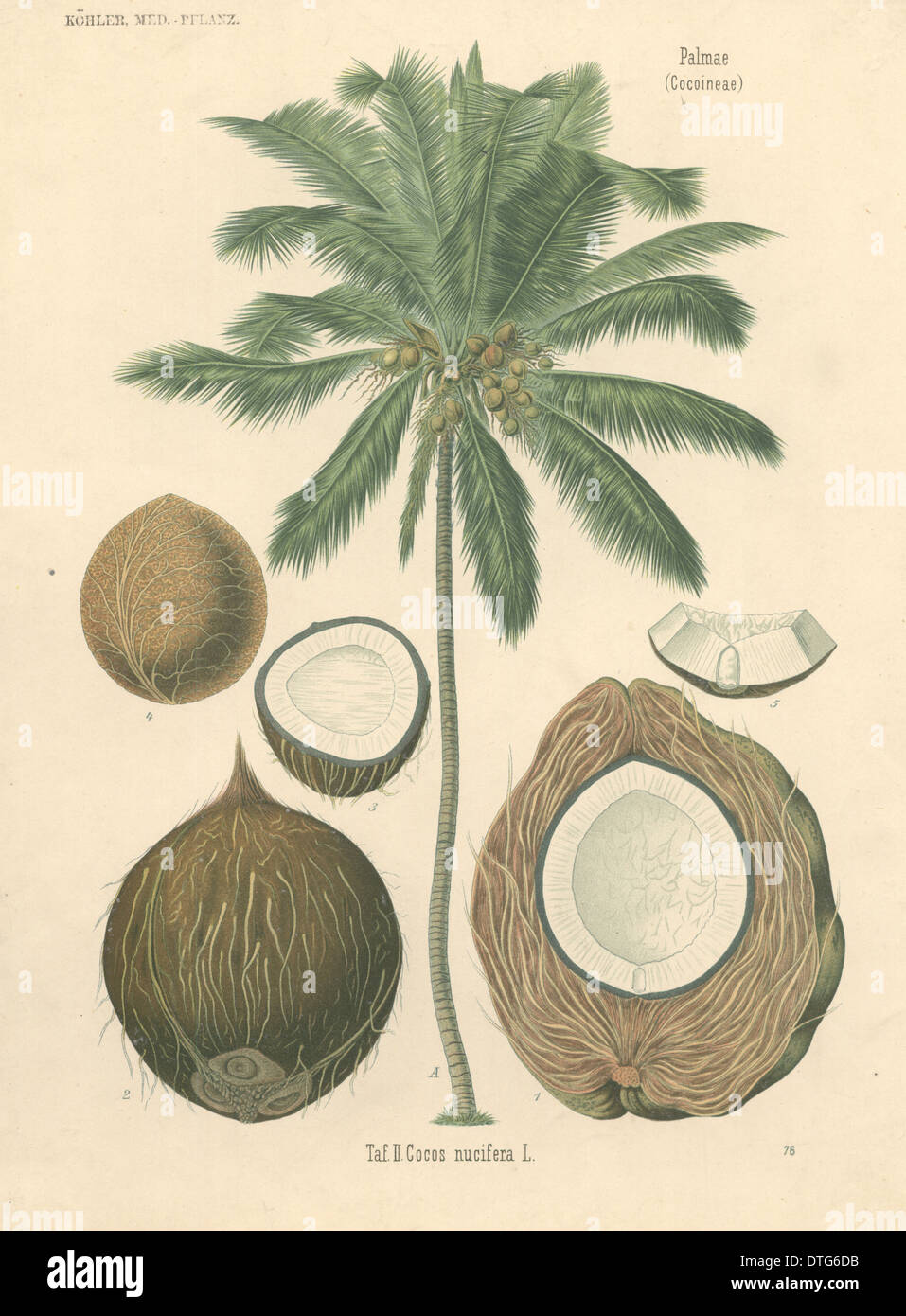 Cocoa nucifera L., coco palm Stock Photo - Alamy