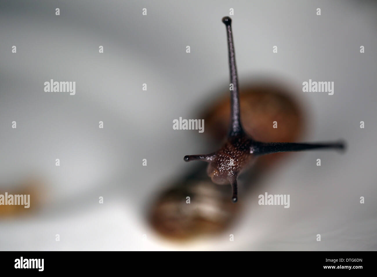 Mollusc Radula High Resolution Stock Photography and Images - Alamy