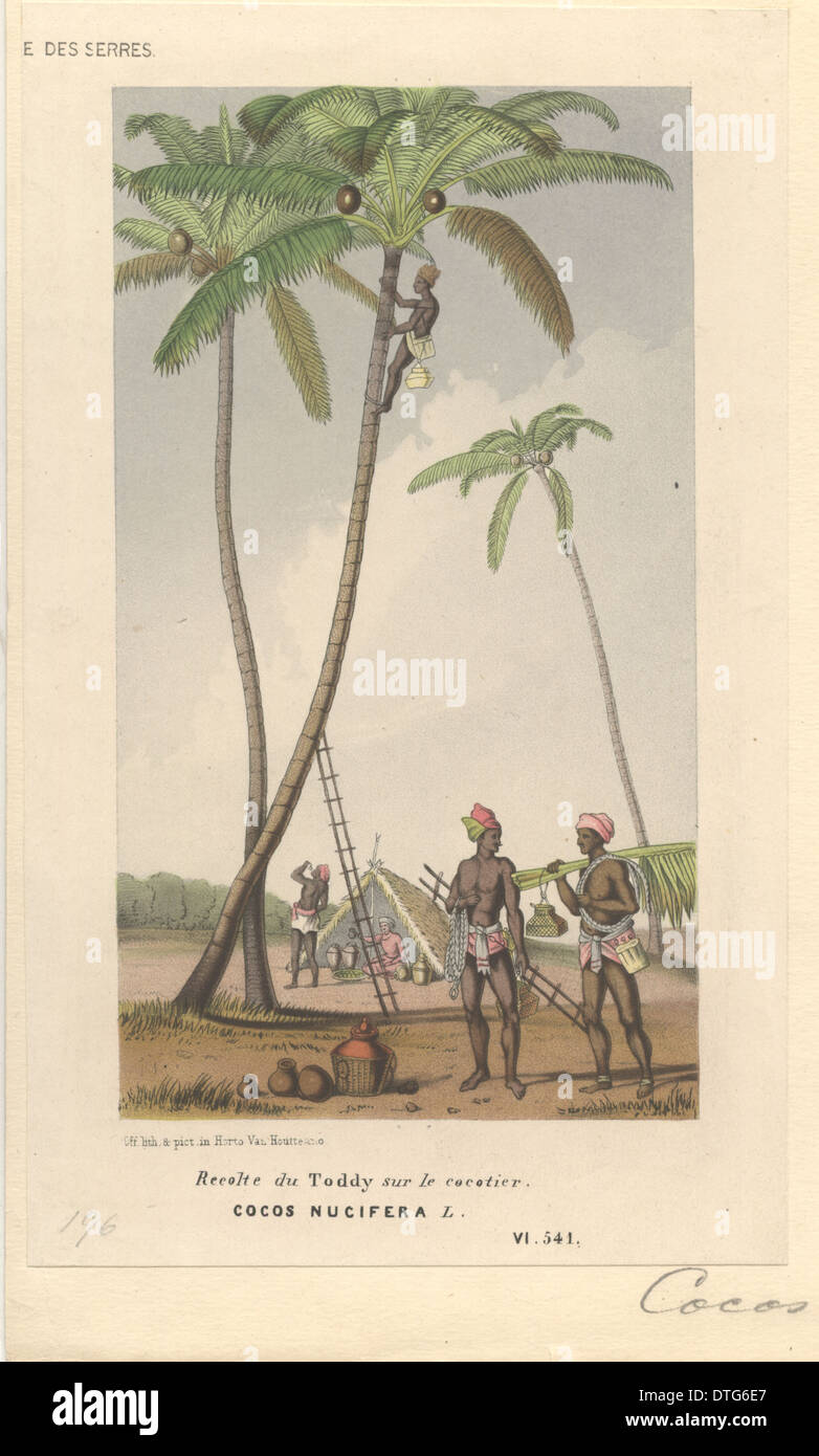 Cocoa nut palm tree hi-res stock photography and images - Alamy