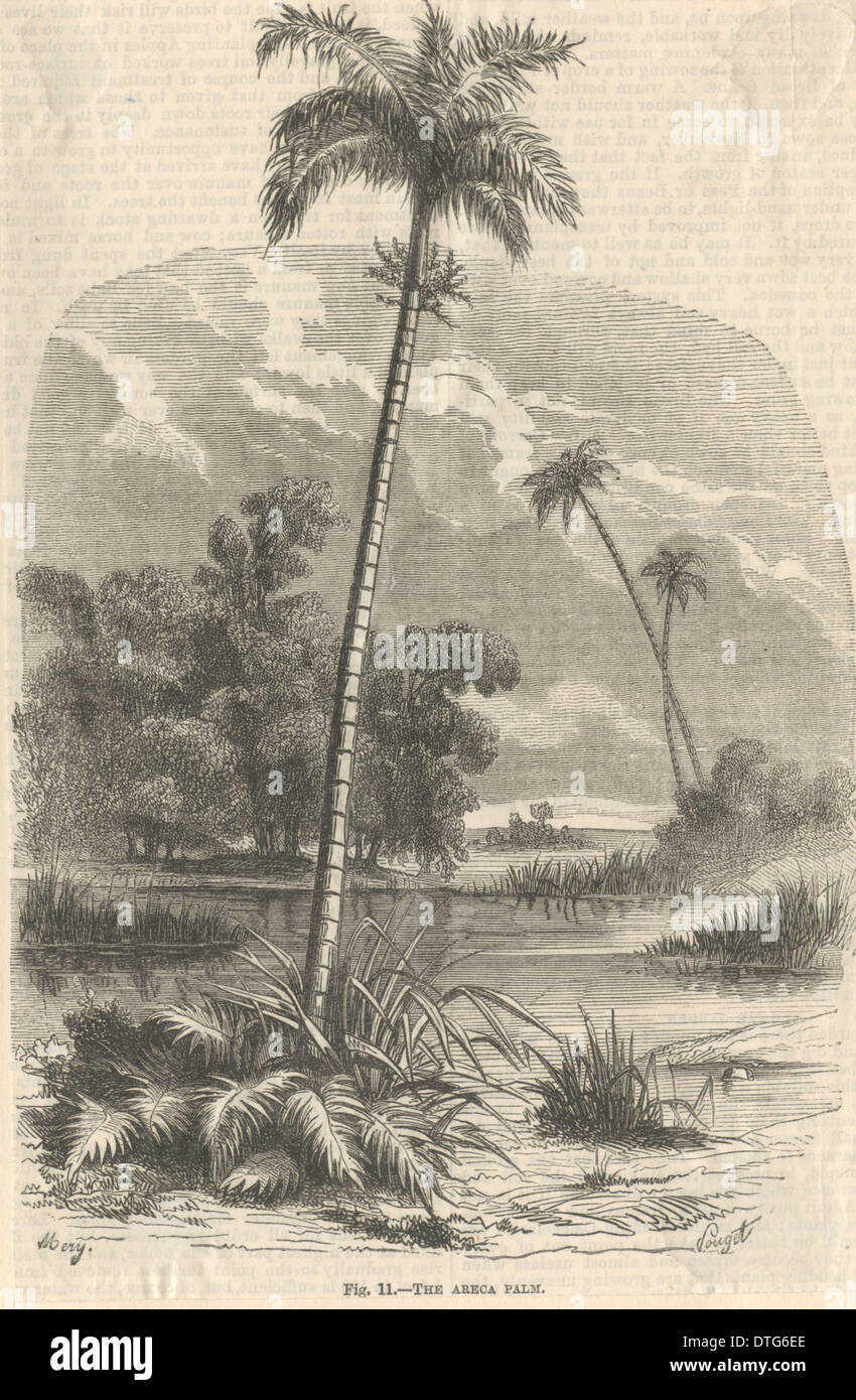 Chrysalidocarpus lutescens hi-res stock photography and images - Alamy