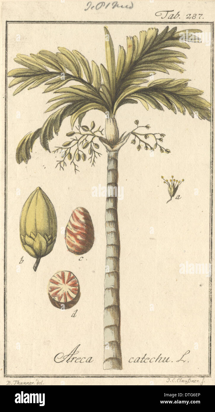 Areca catechu L., betel nut palm Stock Photo - Alamy