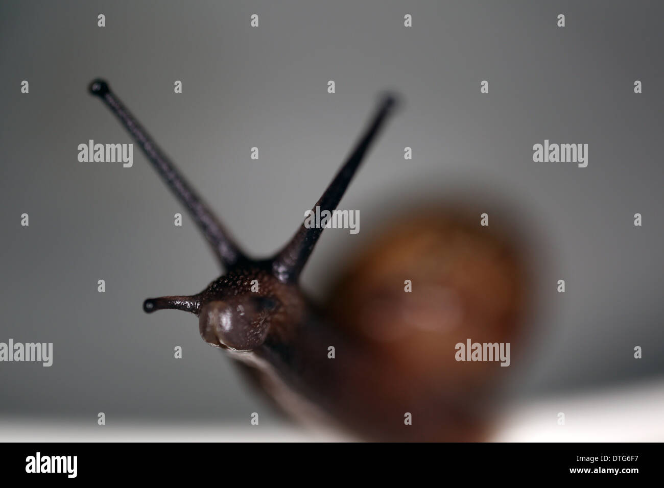 Mollusc radula hi-res stock photography and images - Alamy