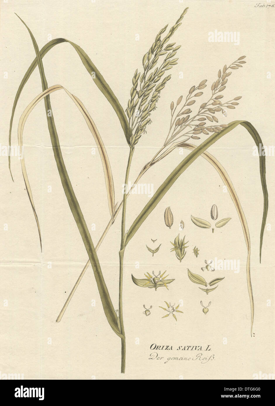 Oryza sativa, common rice Stock Photo - Alamy