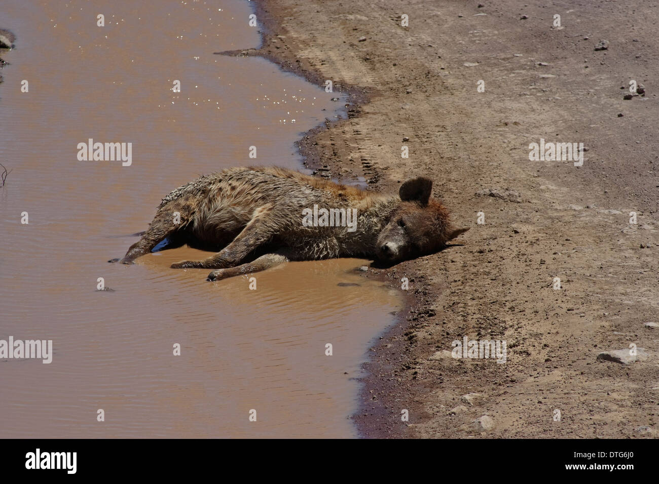 Hyenas in water hi-res stock photography and images - Alamy