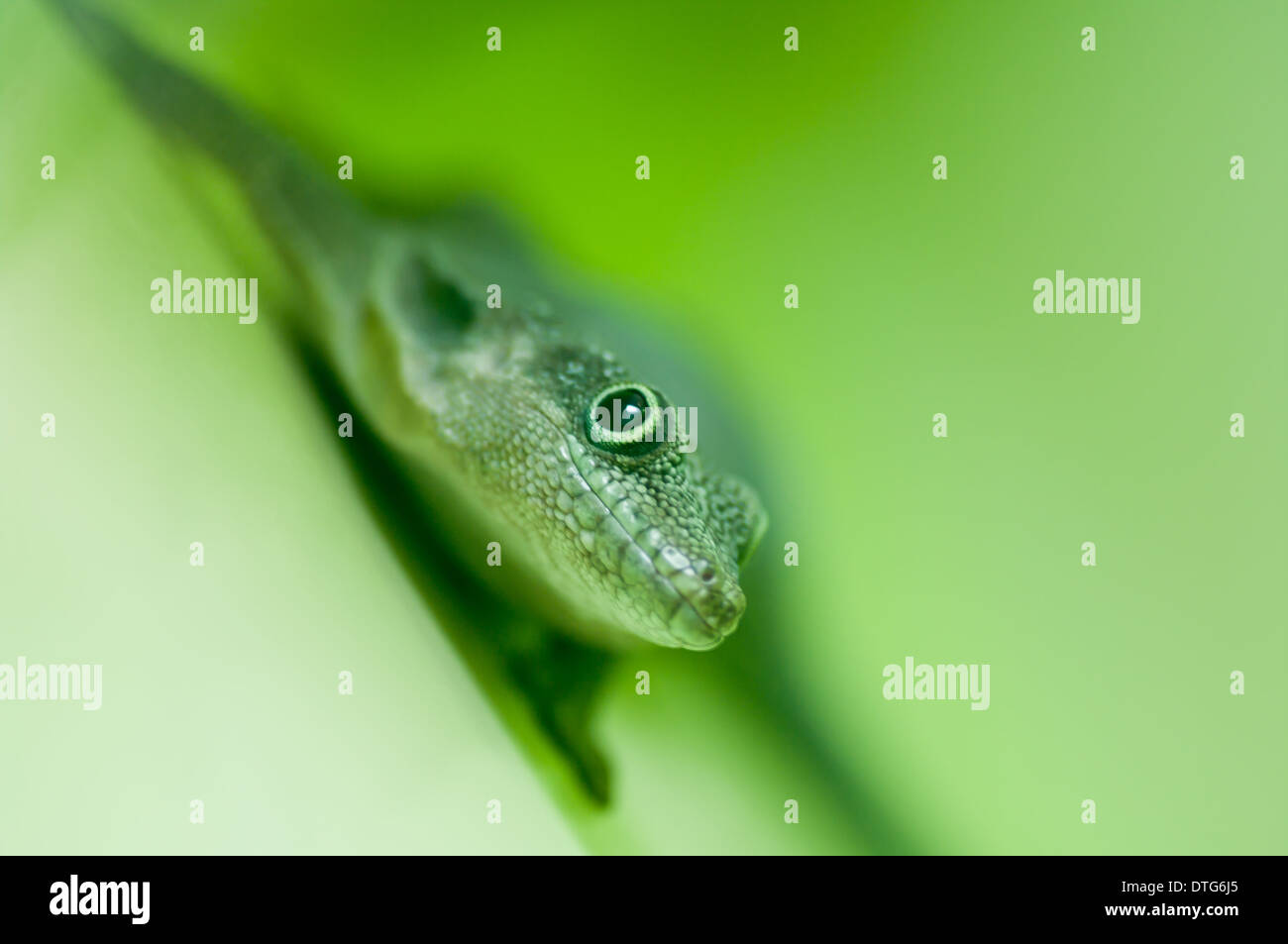 Gecko eye hi-res stock photography and images - Alamy
