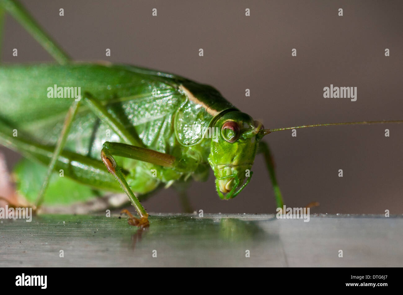 Fork tailed katydid hi-res stock photography and images - Alamy