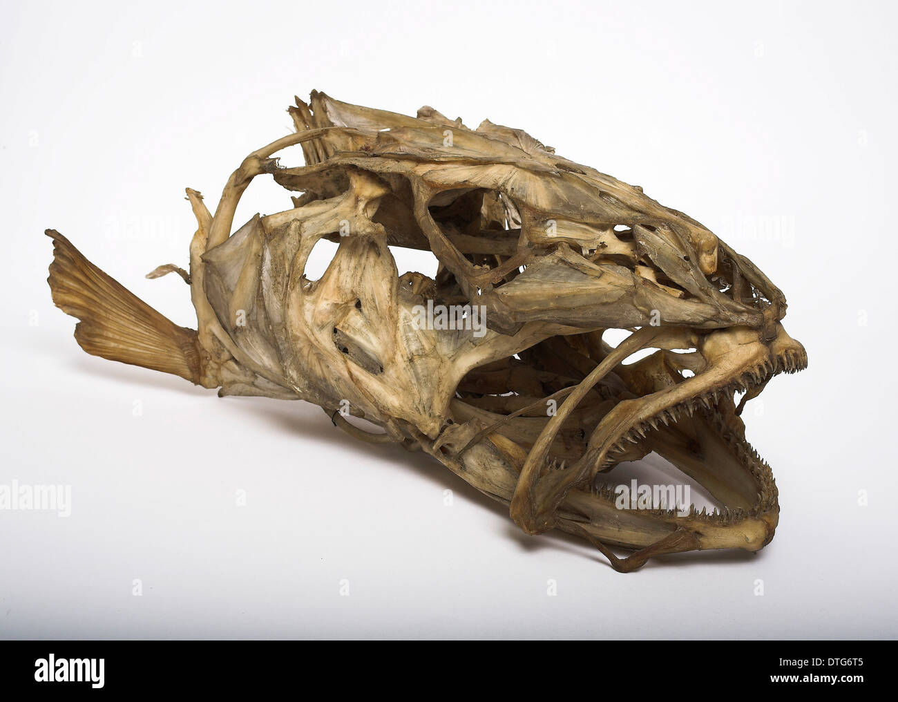 Gadus morhua, cod Stock Photo - Alamy