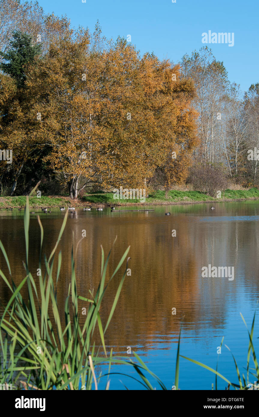 Autumn colour in BC, Canada Stock Photo - Alamy