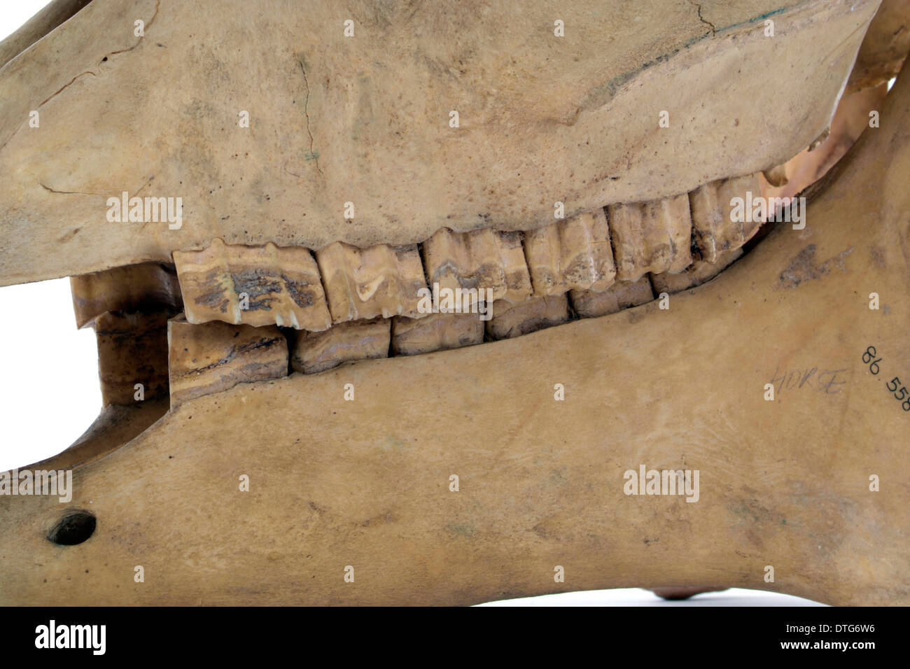 Hippomorpha High Resolution Stock Photography and Images - Alamy