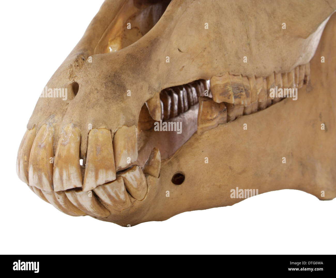 Hippomorpha hi-res stock photography and images - Alamy