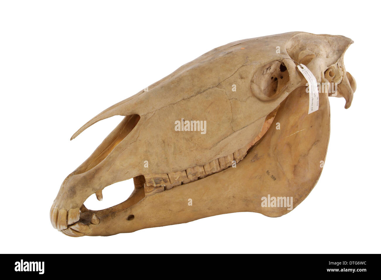 Odd horse hi-res stock photography and images - Alamy