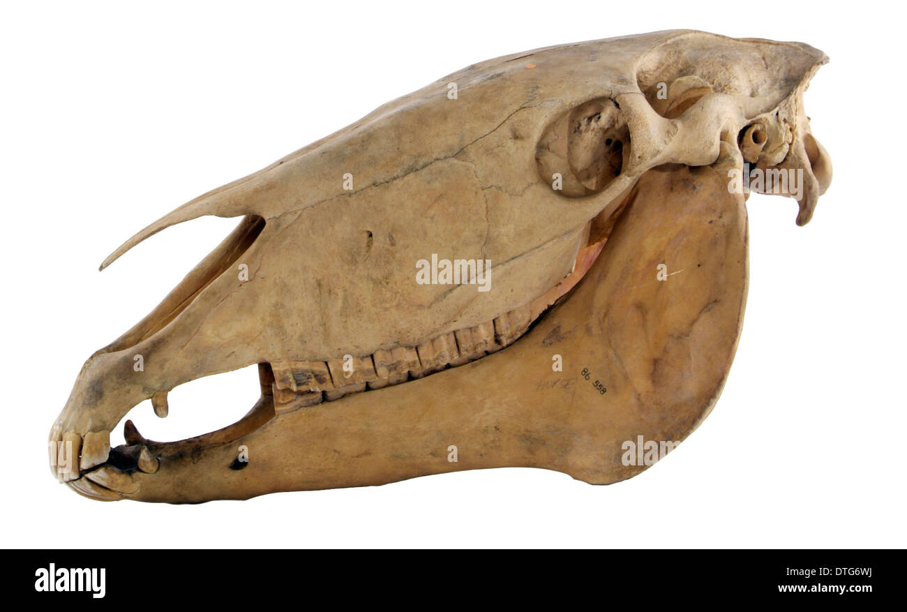 Horse skull hi-res stock photography and images - Alamy