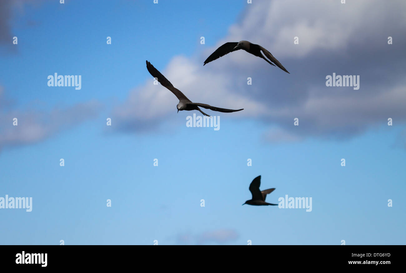 Three Galapagos noddies flying in front of the deep blue sky Stock ...