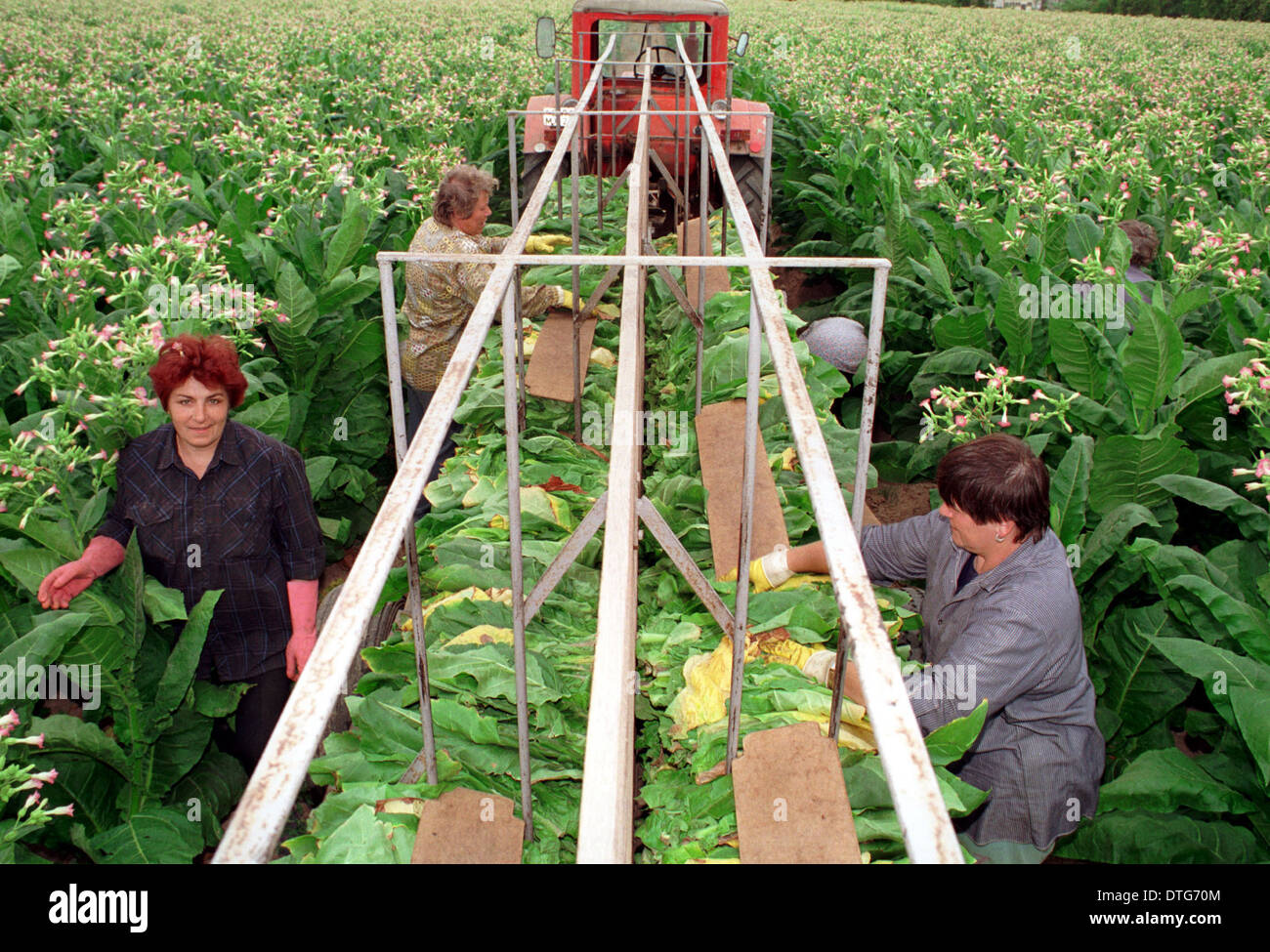 Harvesting the tobacco crop hi-res stock photography and images - Alamy