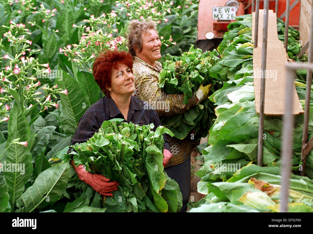 Harvesting the tobacco crop hi-res stock photography and images - Alamy