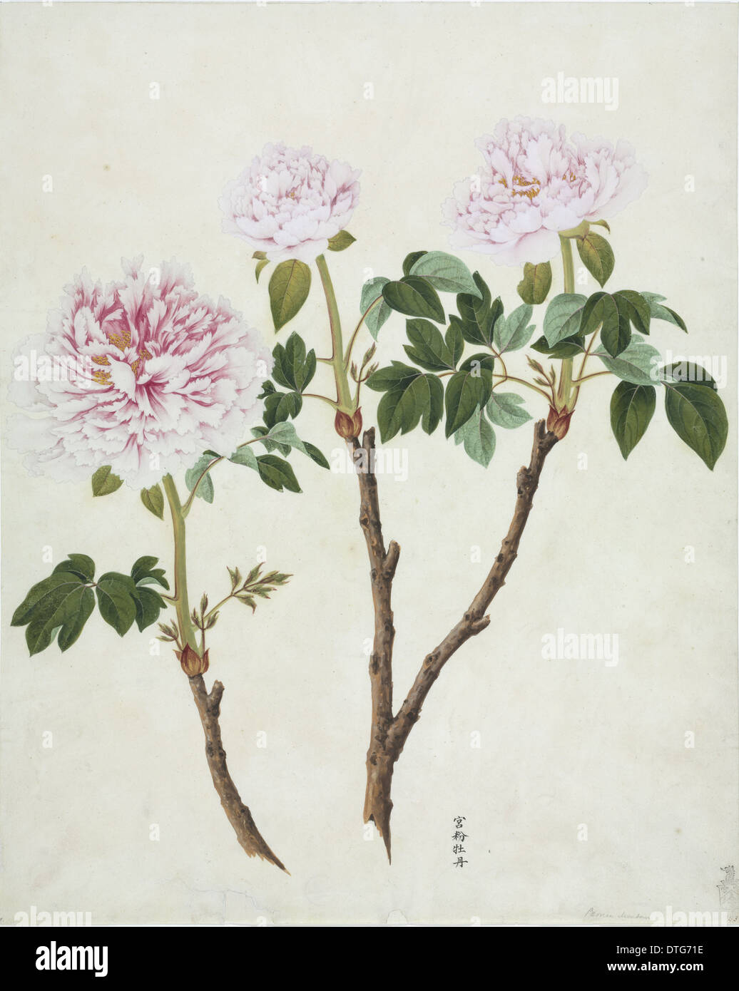 Moutan paeony hi-res stock photography and images - Alamy