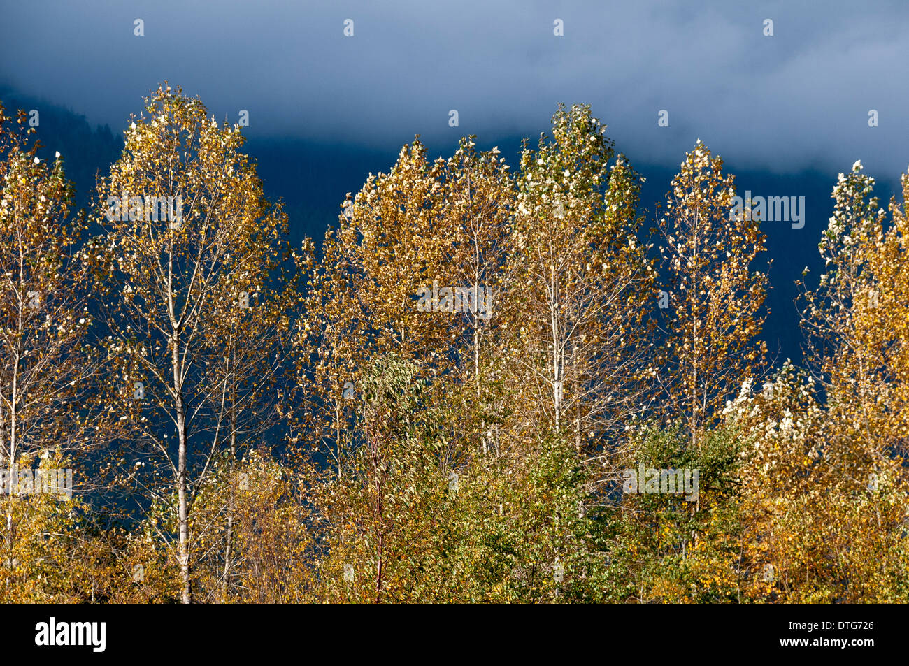 Autumn colour in BC, Canada Stock Photo - Alamy