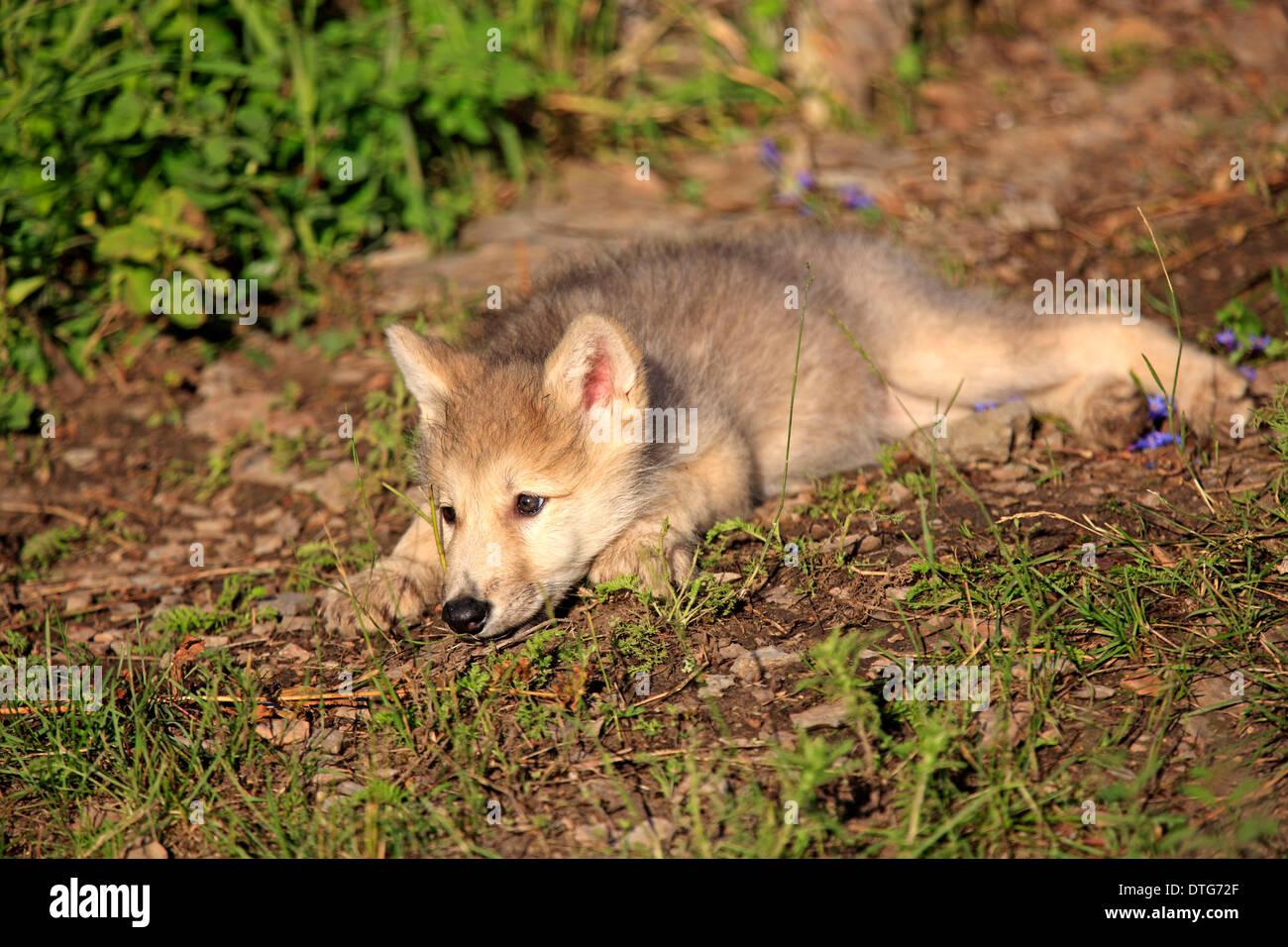 Wolf cub hi-res stock photography and images - Alamy
