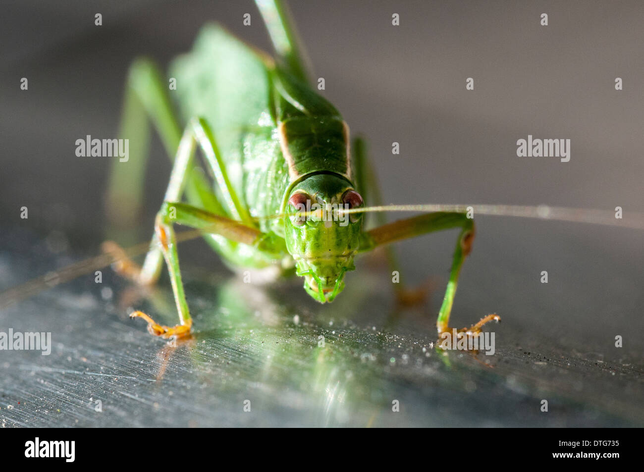 Fork Tailed Bush Katydid (Scudderia furcata) hunting for food Stock ...