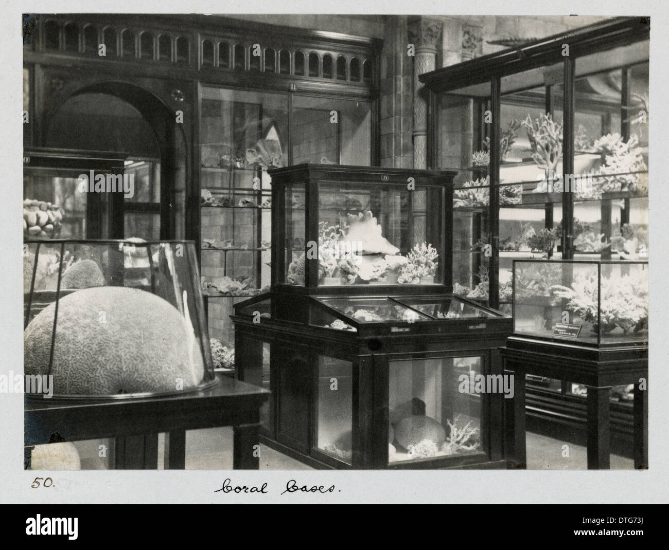 Coral Gallery c.1895 Stock Photo - Alamy