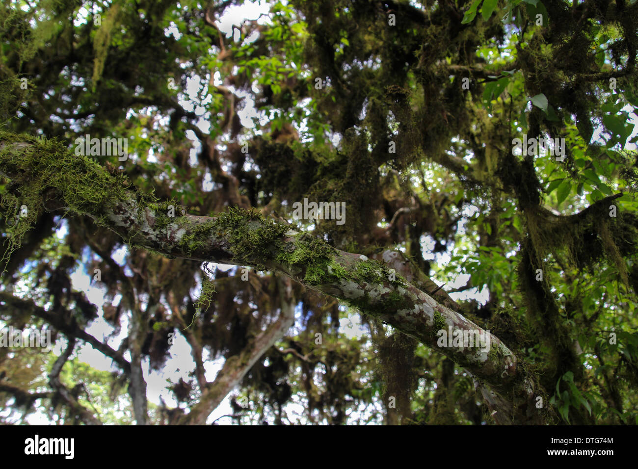 These vibrant green vines hang down from the canopy of branches and ...