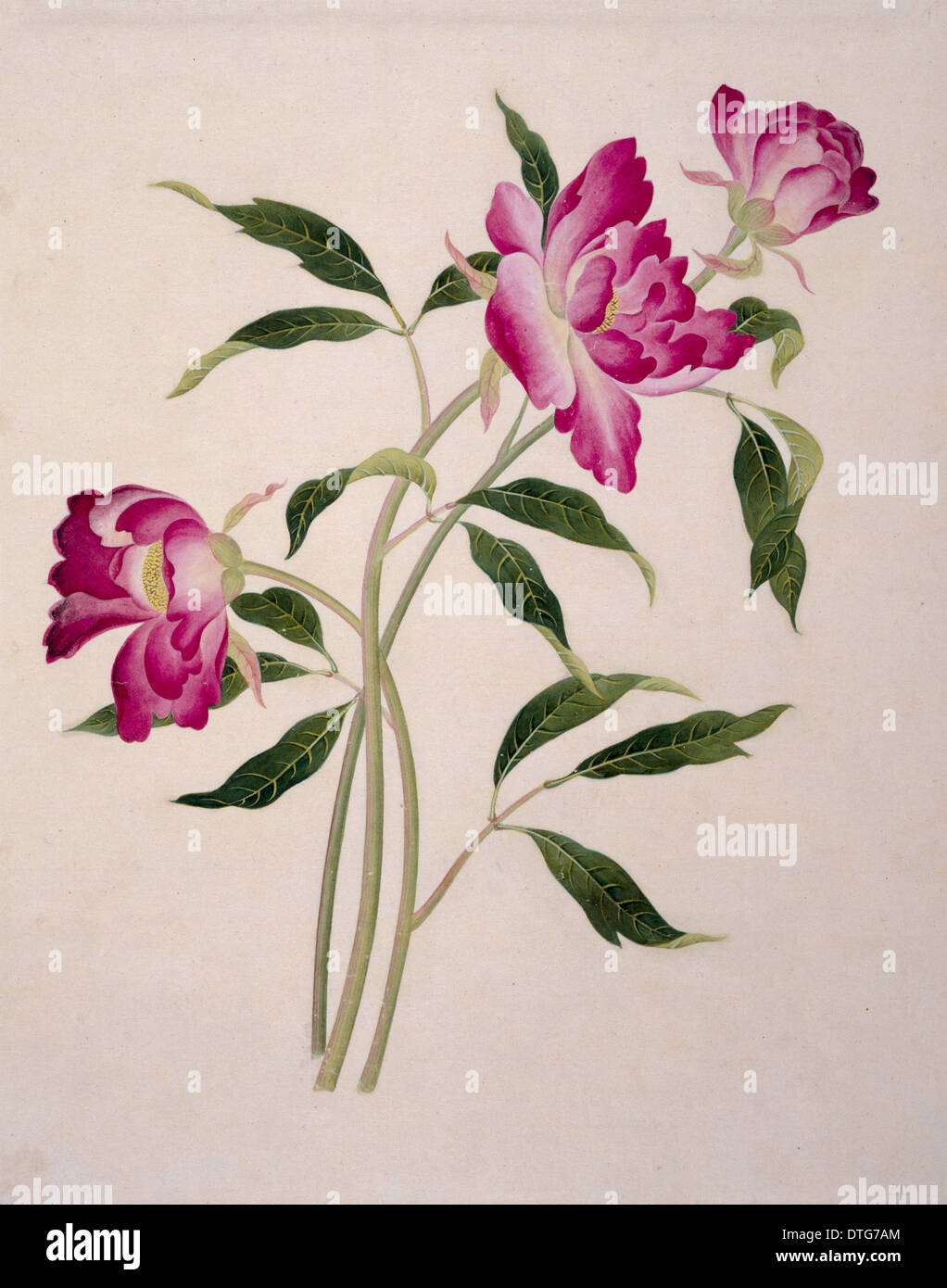 The reeves collection botanical hi-res stock photography and images - Alamy