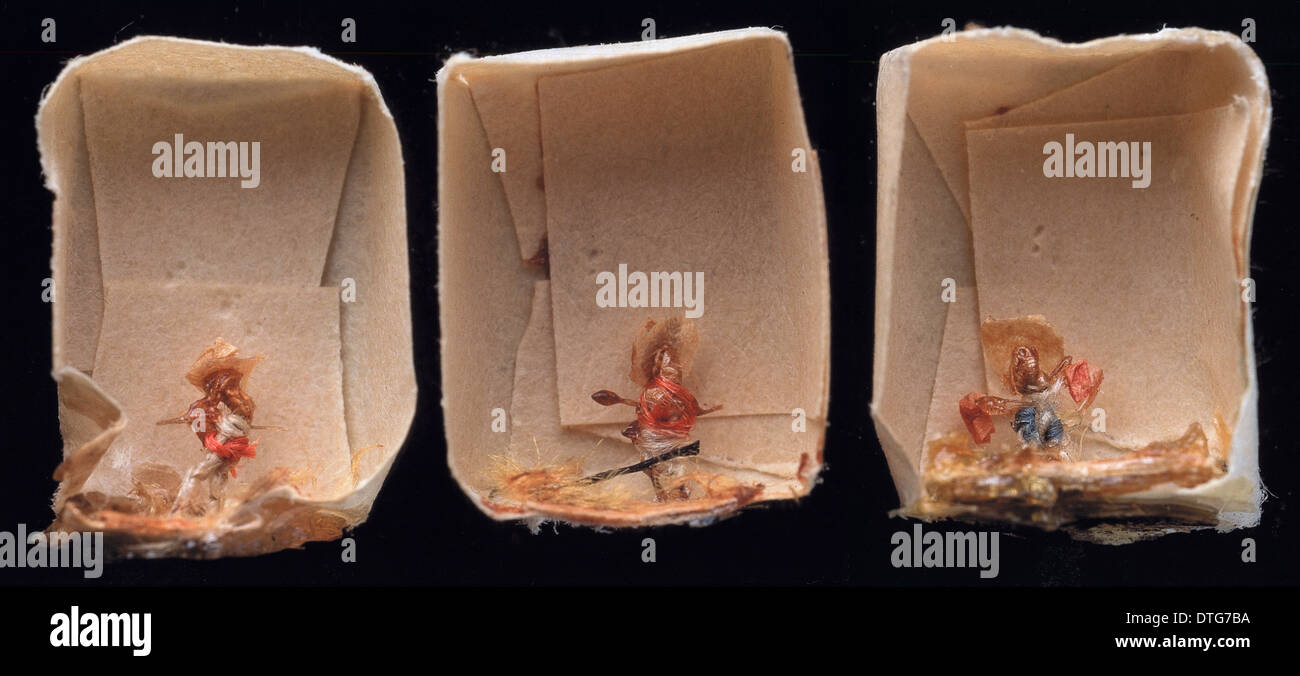 Fleas insect flea insect hi-res stock photography and images - Alamy