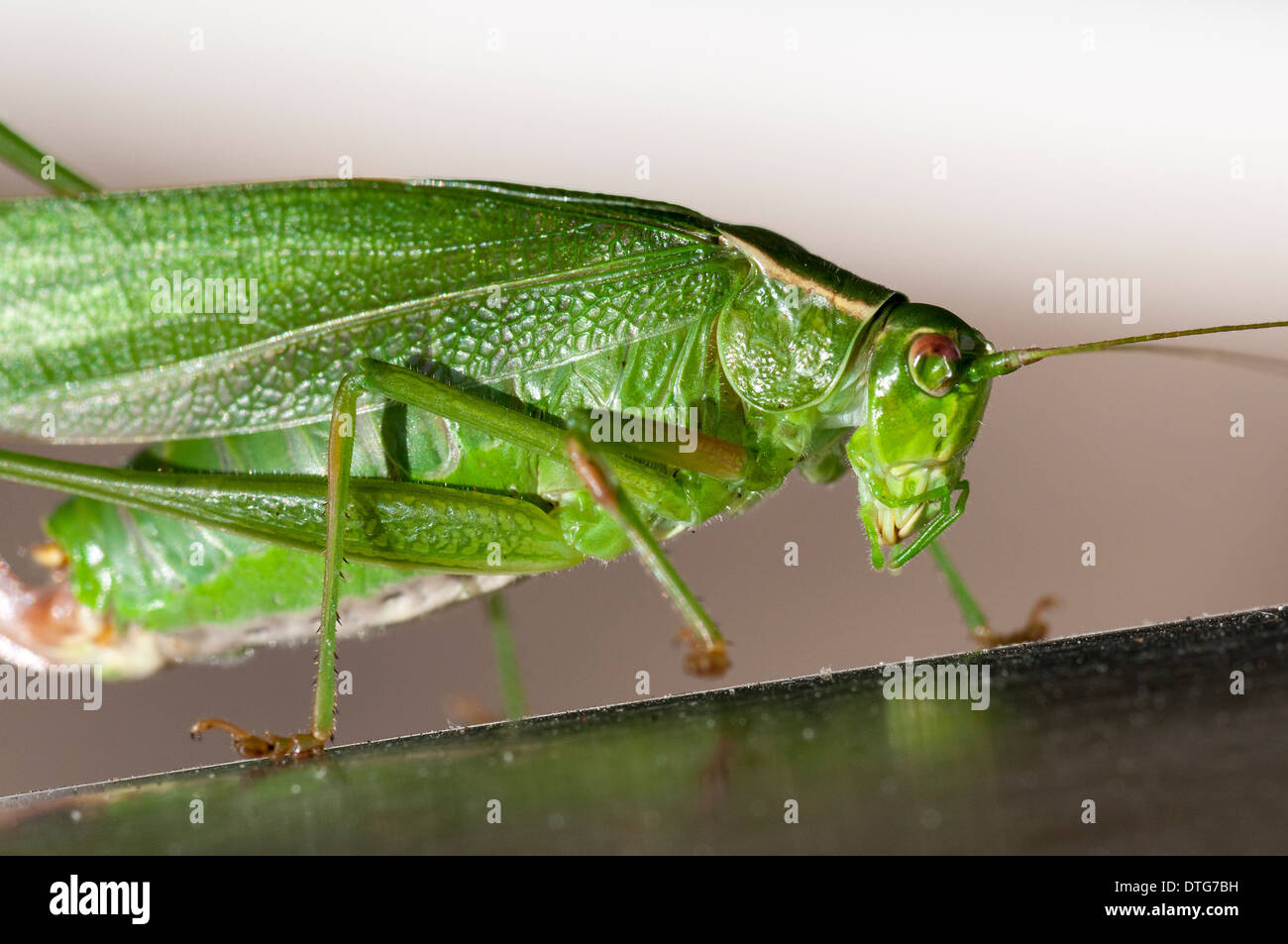 Fork Tailed Bush Katydid (Scudderia furcata) hunting for food Stock ...