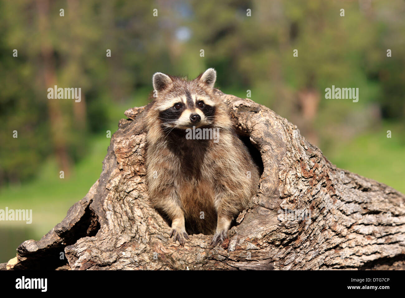 American raccoon hi-res stock photography and images - Alamy