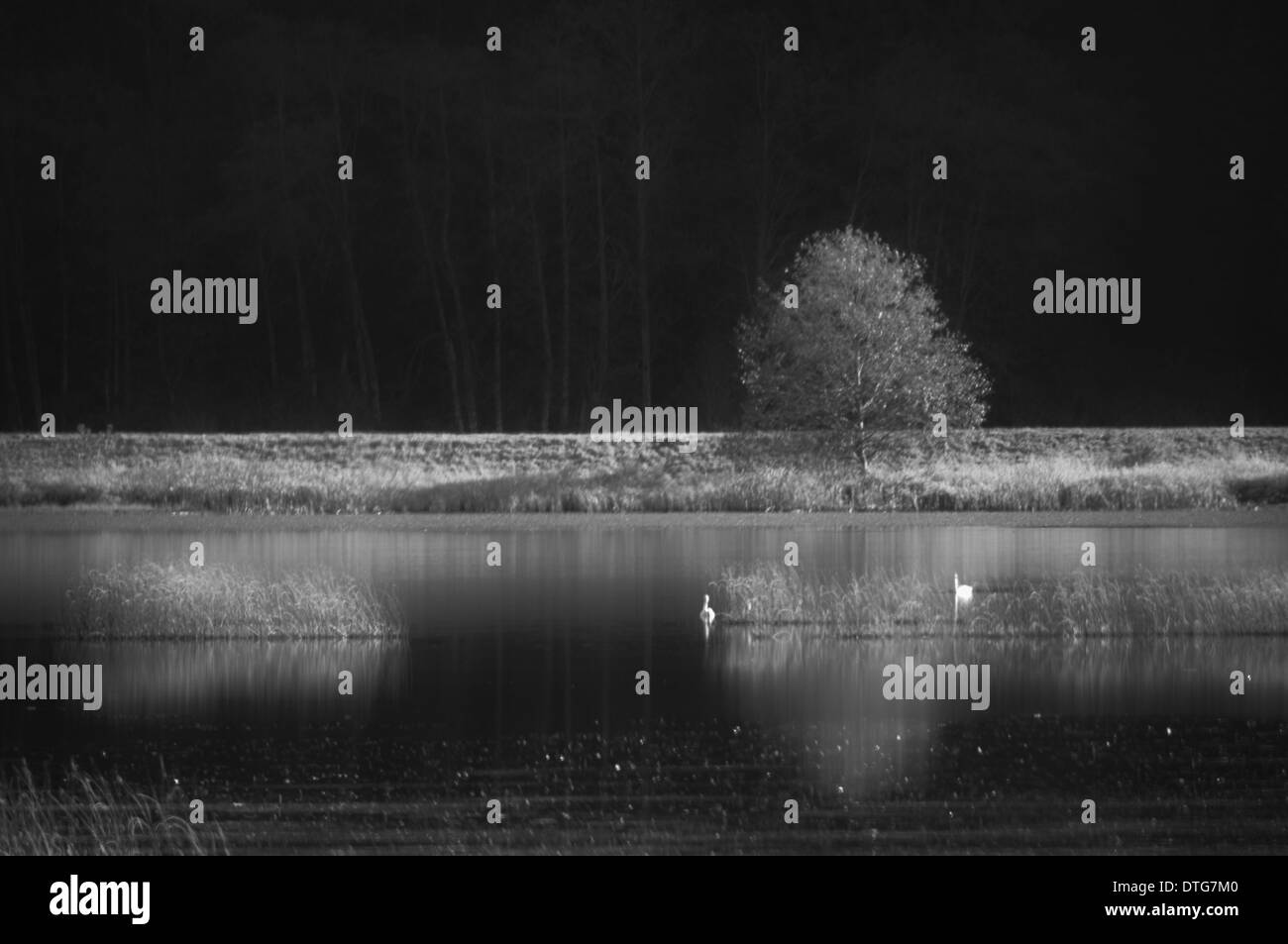 Pitt lake canada hi-res stock photography and images - Alamy