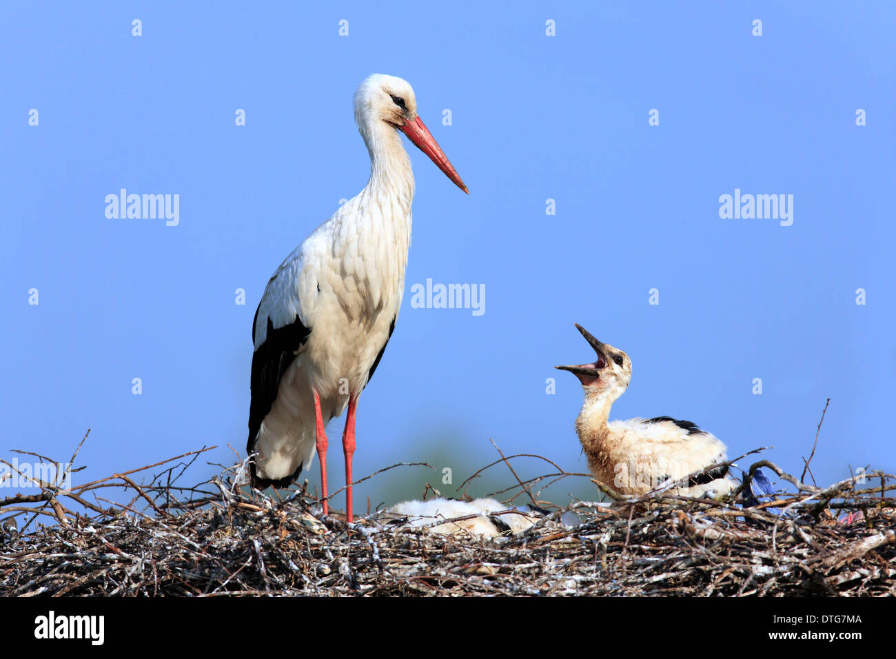 White Stork with young, at nest, Philippsburg, Baden-Wurttemberg ...