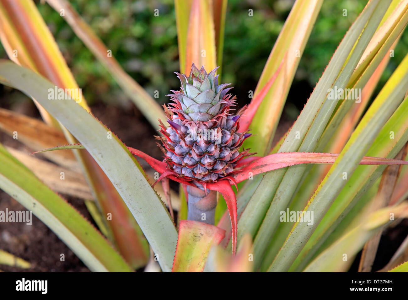 Image pineapple hi-res stock photography and images - Alamy