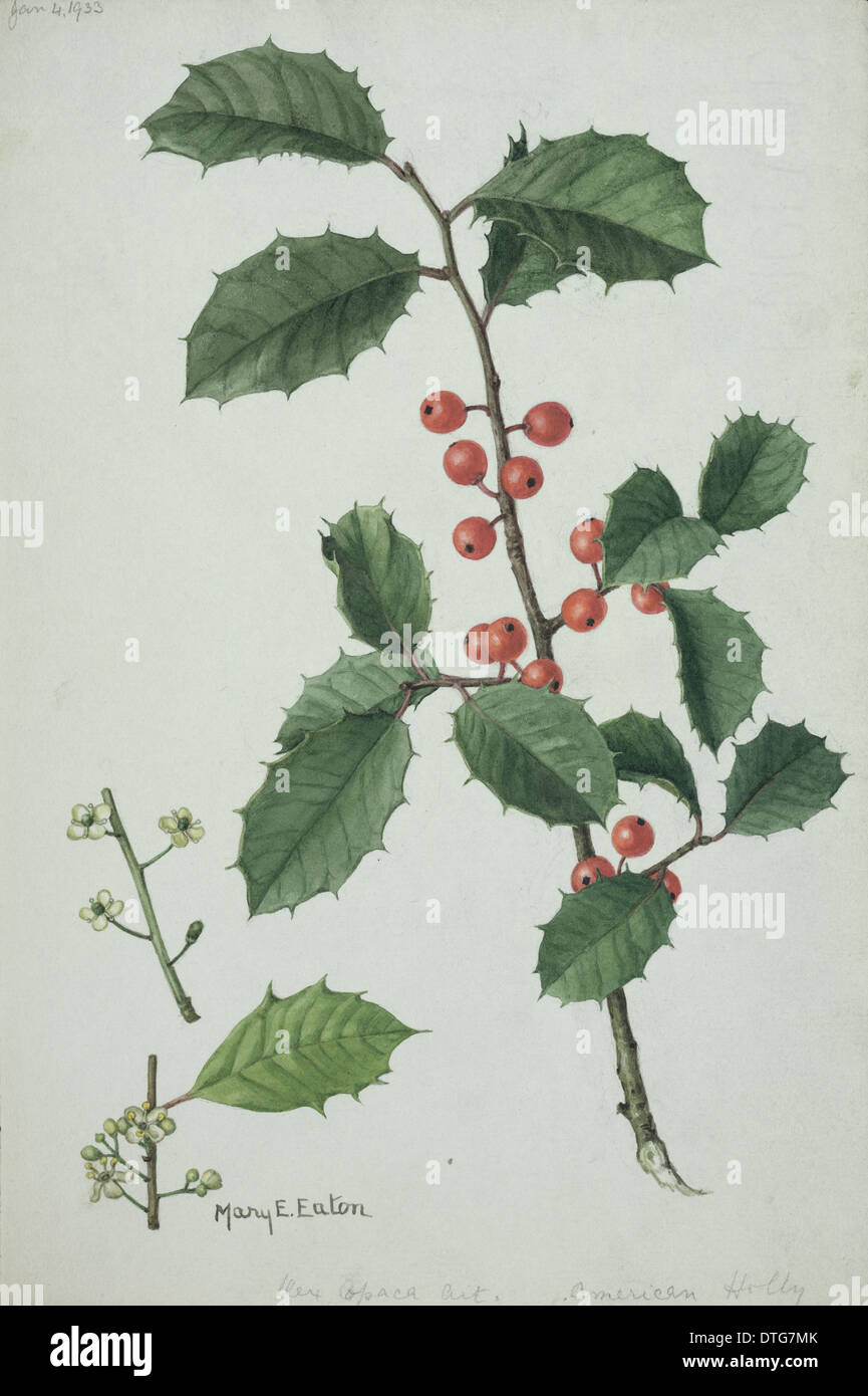 Holly ilex sp hi-res stock photography and images - Alamy