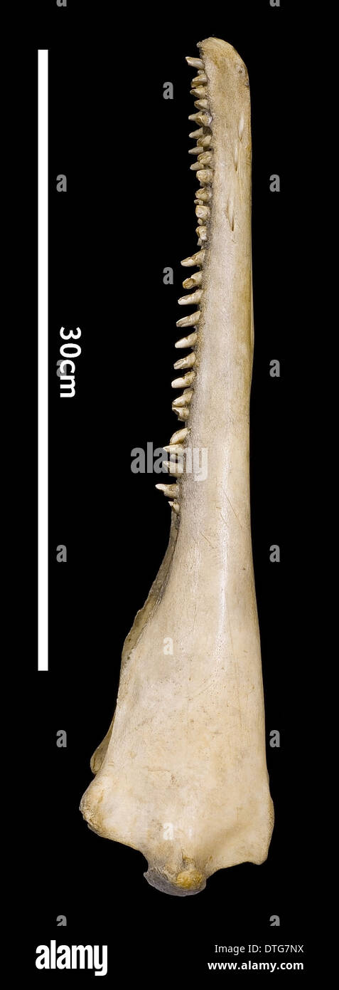 Dolphin anatomy hi-res stock photography and images - Alamy