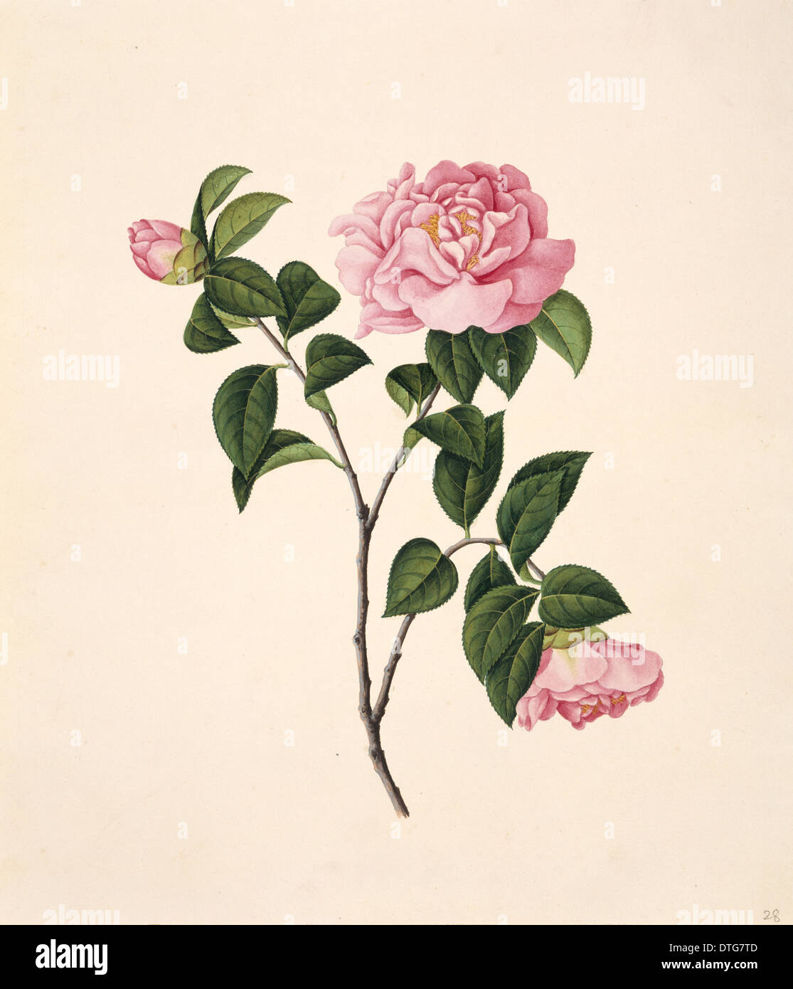 Flower Illustration from the Reeves Collection Stock Photo - Alamy