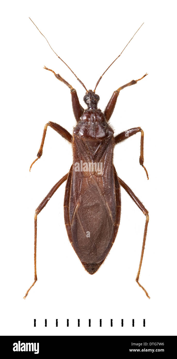 Reduvius personatus, Assassin Bug Stock Photo - Alamy