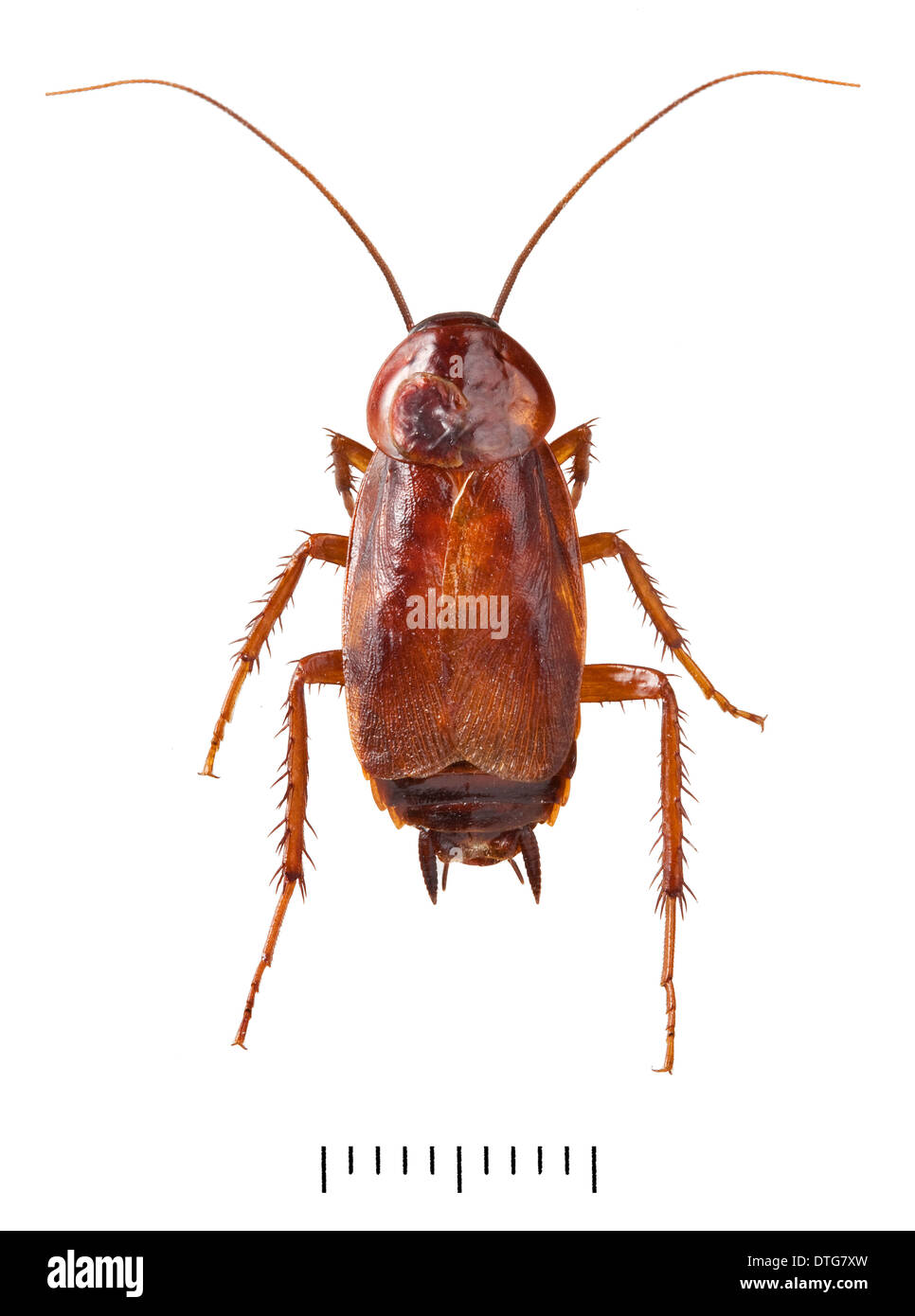 Blatta orientalis, Oriental cockroach Stock Photo: 66740321 - Alamy