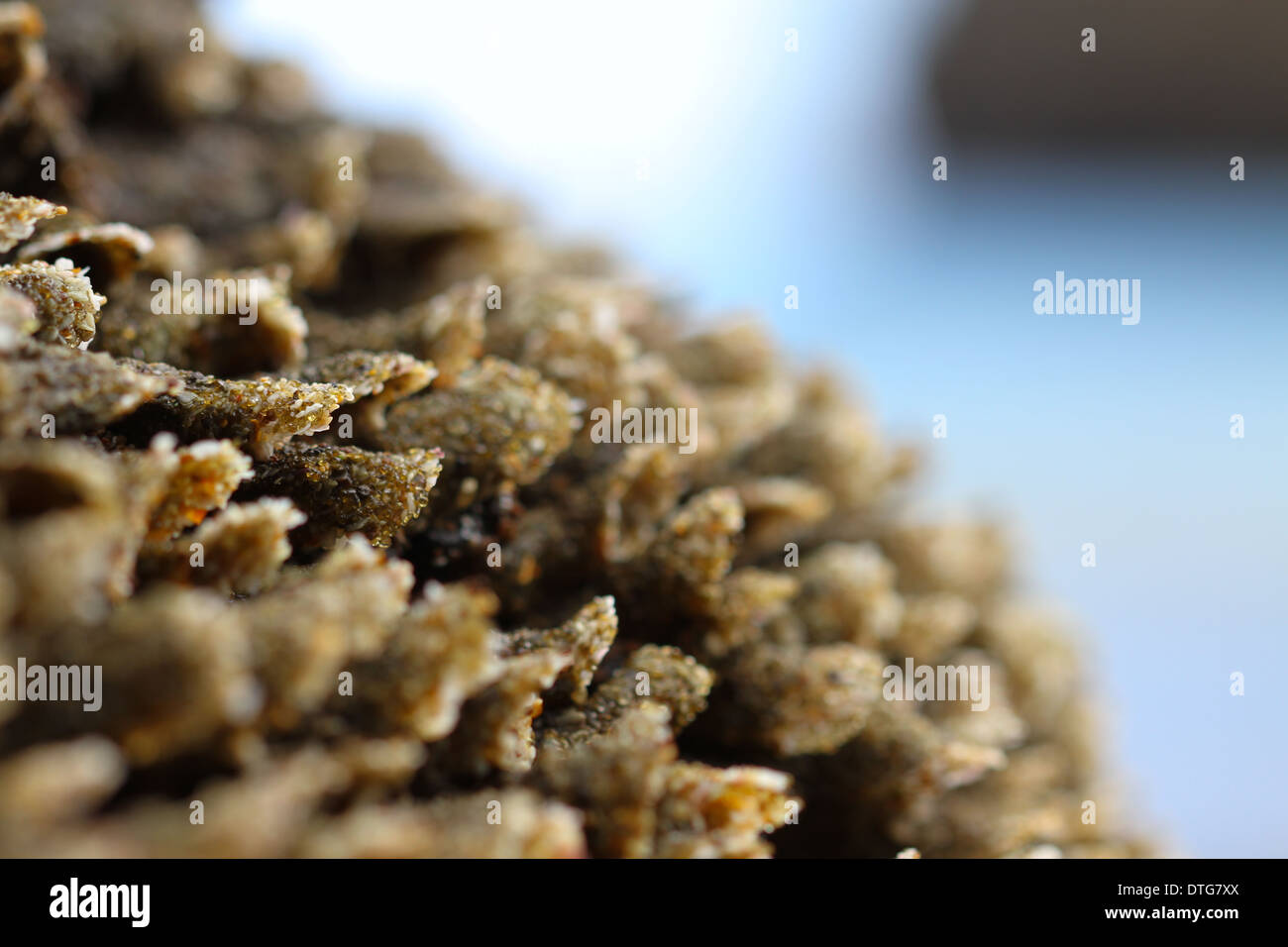 These holes are homes to hundreds of marine worms Stock Photo - Alamy