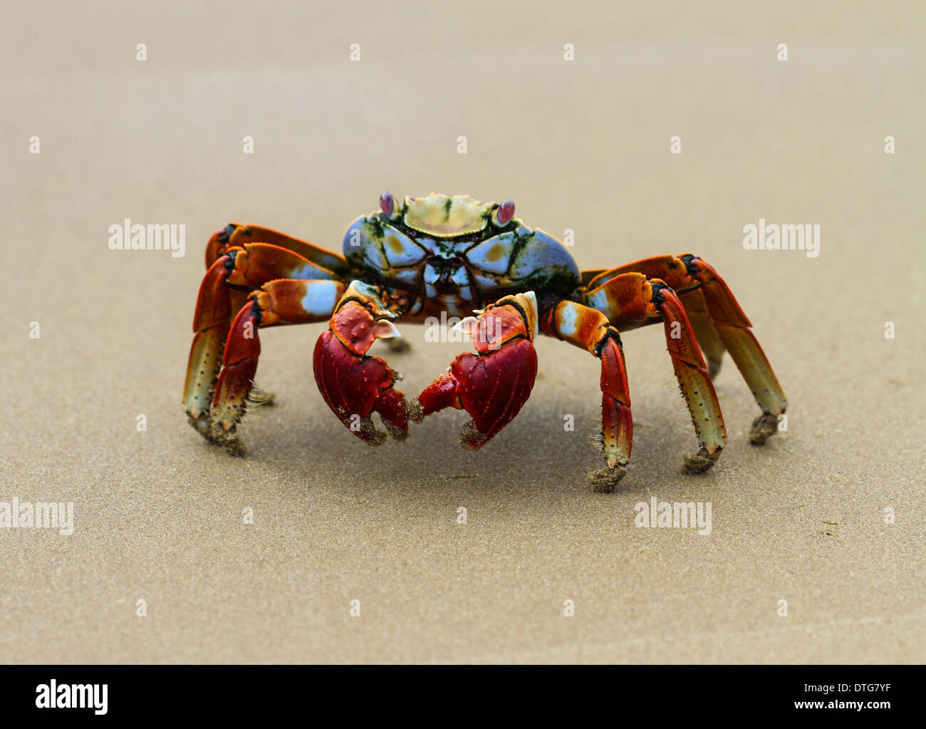 This sally light-foot crab stands frozen as I quickly capture his ...