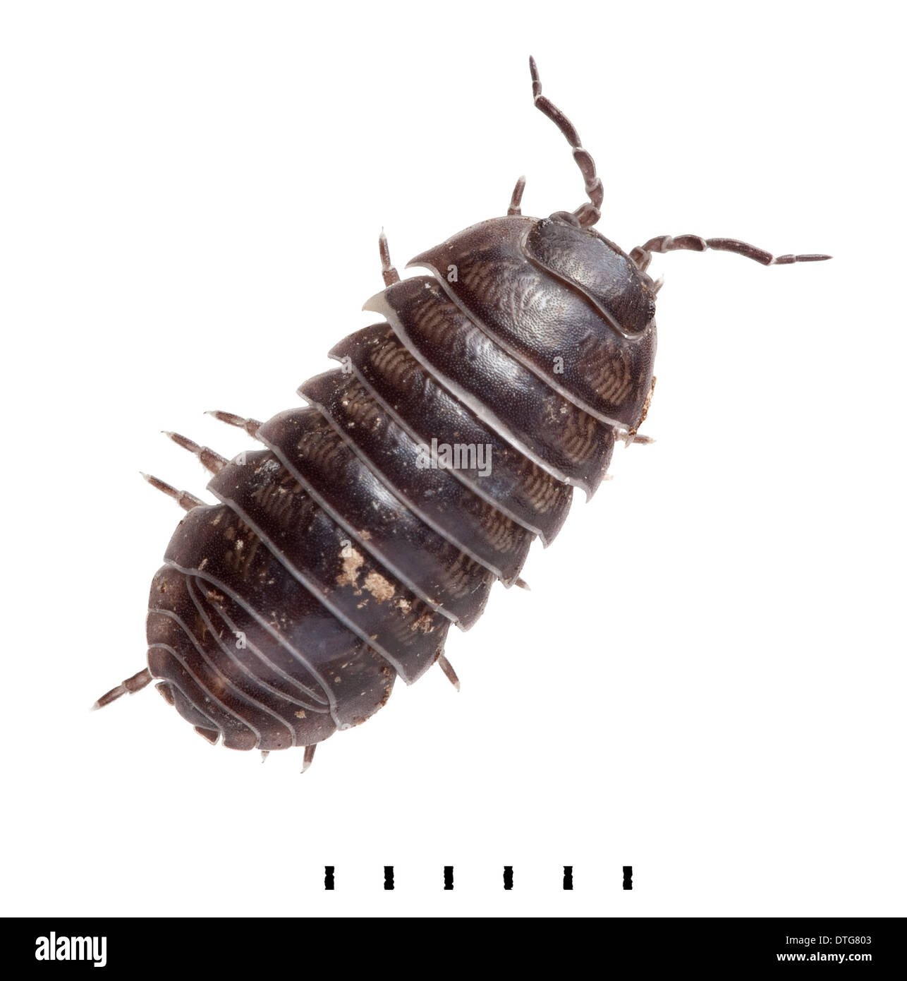 Pill bug woodlouse hi-res stock photography and images - Alamy