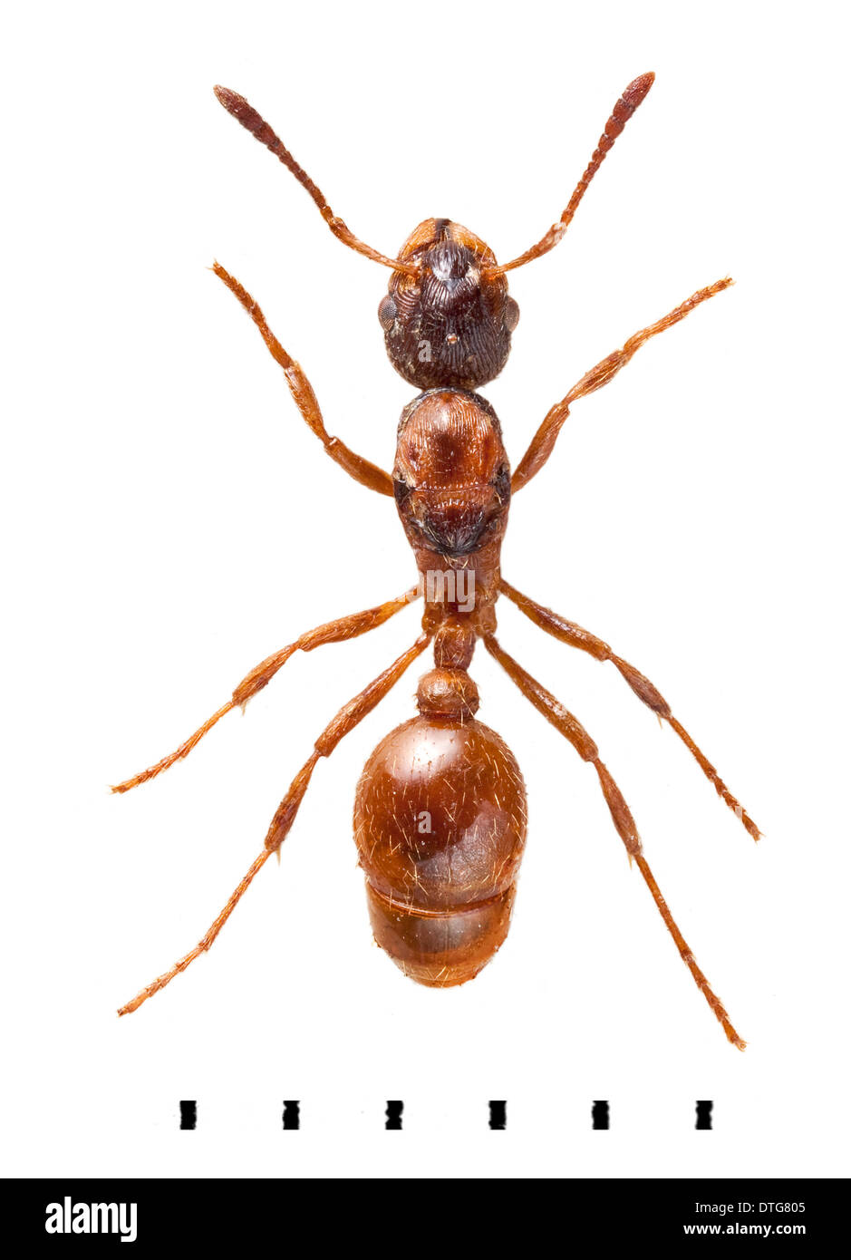 Myrmica rubra, Common Red Ant Stock Photo - Alamy