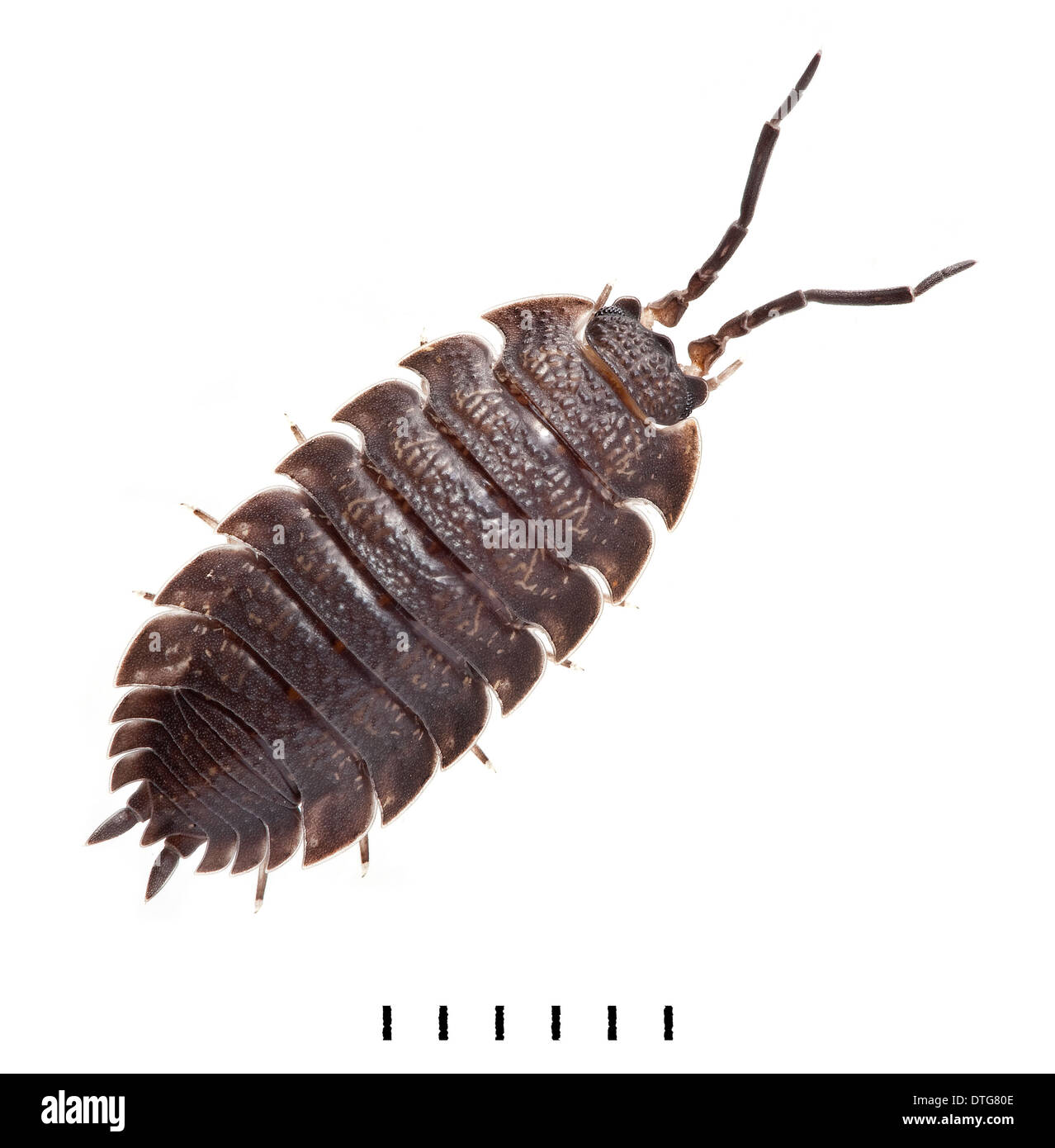 Porcellio scaber, Common Rough Woodlouse Stock Photo - Alamy