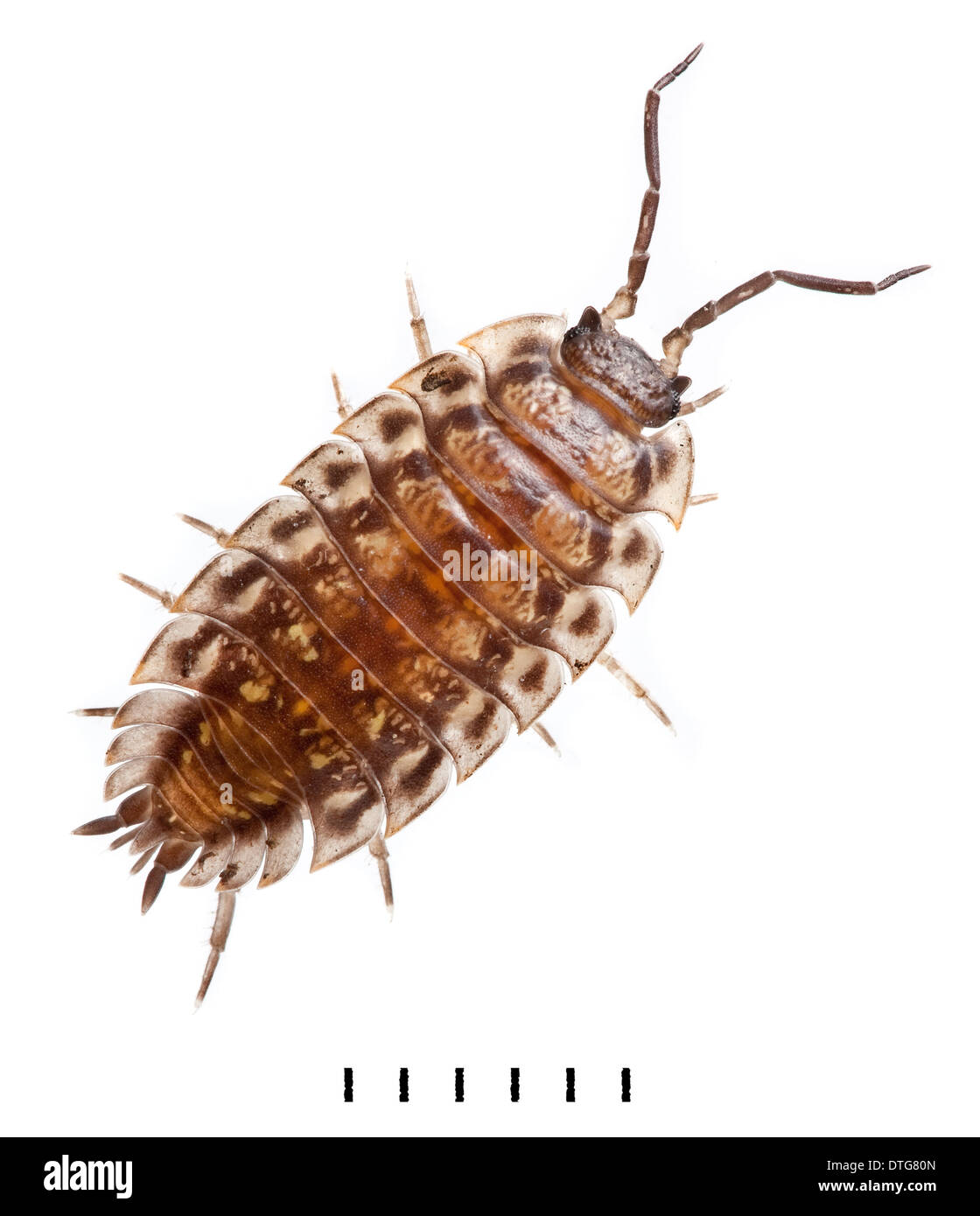 Woodlouse woodlice oniscidea hi-res stock photography and images - Alamy