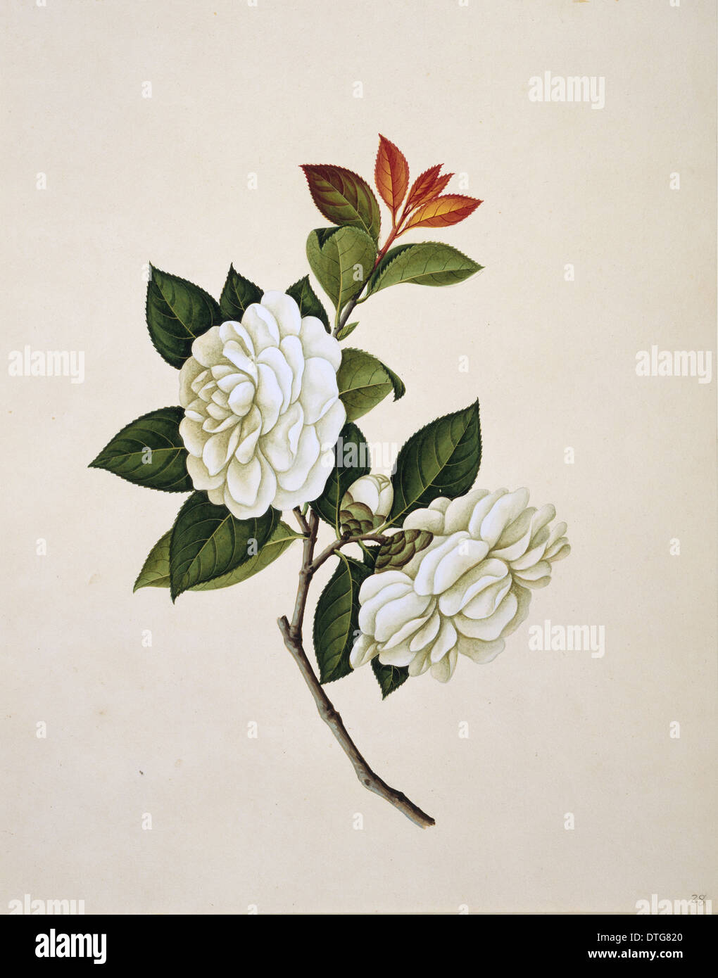 The reeves collection botanical hi-res stock photography and images - Alamy